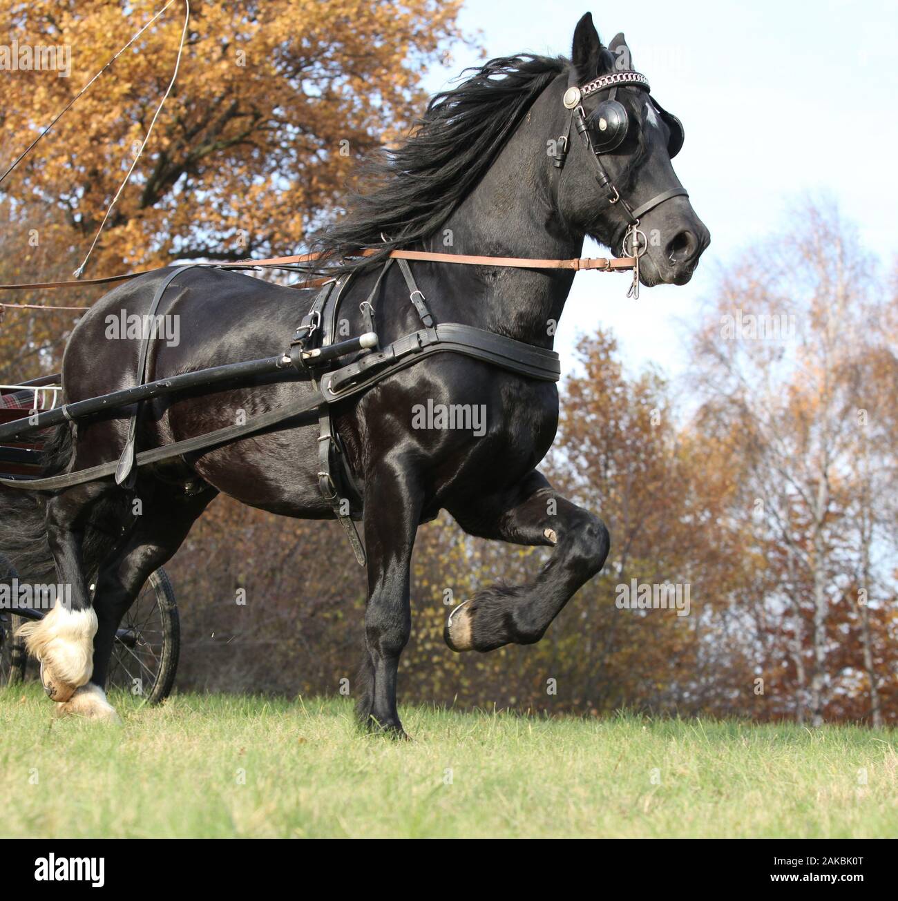 Gorgeous black welsh cob running in autumn, harness up Stock Photo - Alamy