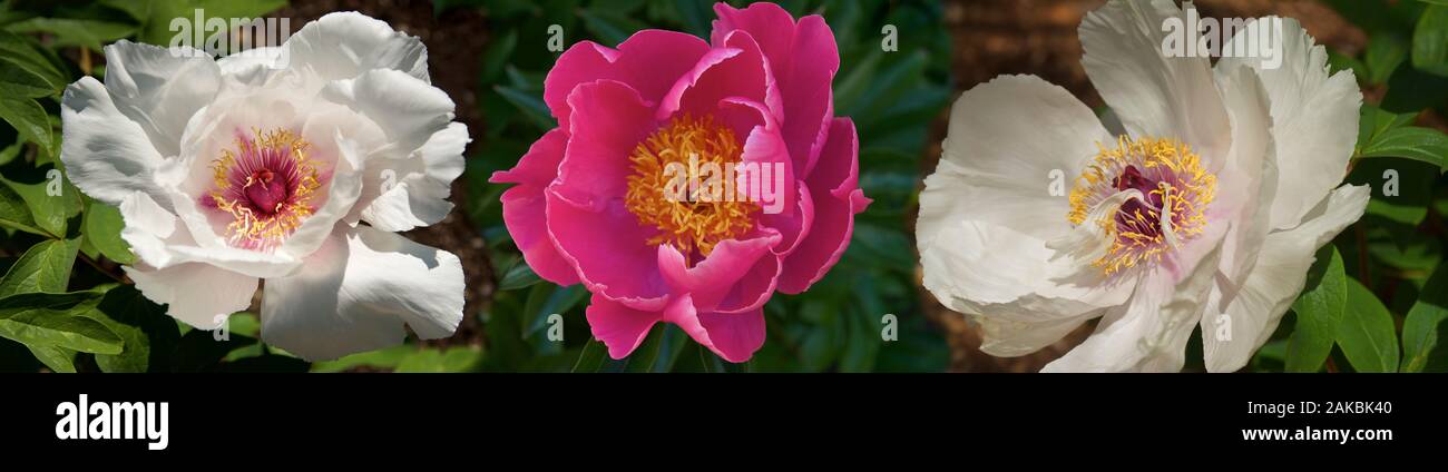 Seattle growth hi-res stock photography and images - Alamy