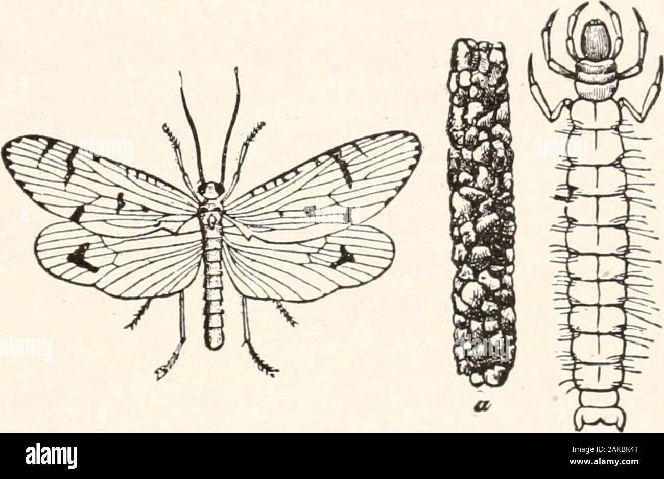 Devonian Insects