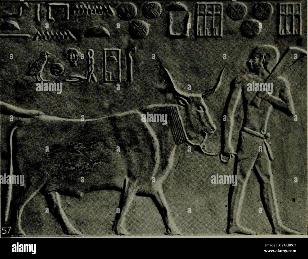 The arts and crafts of ancient Egypt . 56. The sacrifice 57. The ox ...