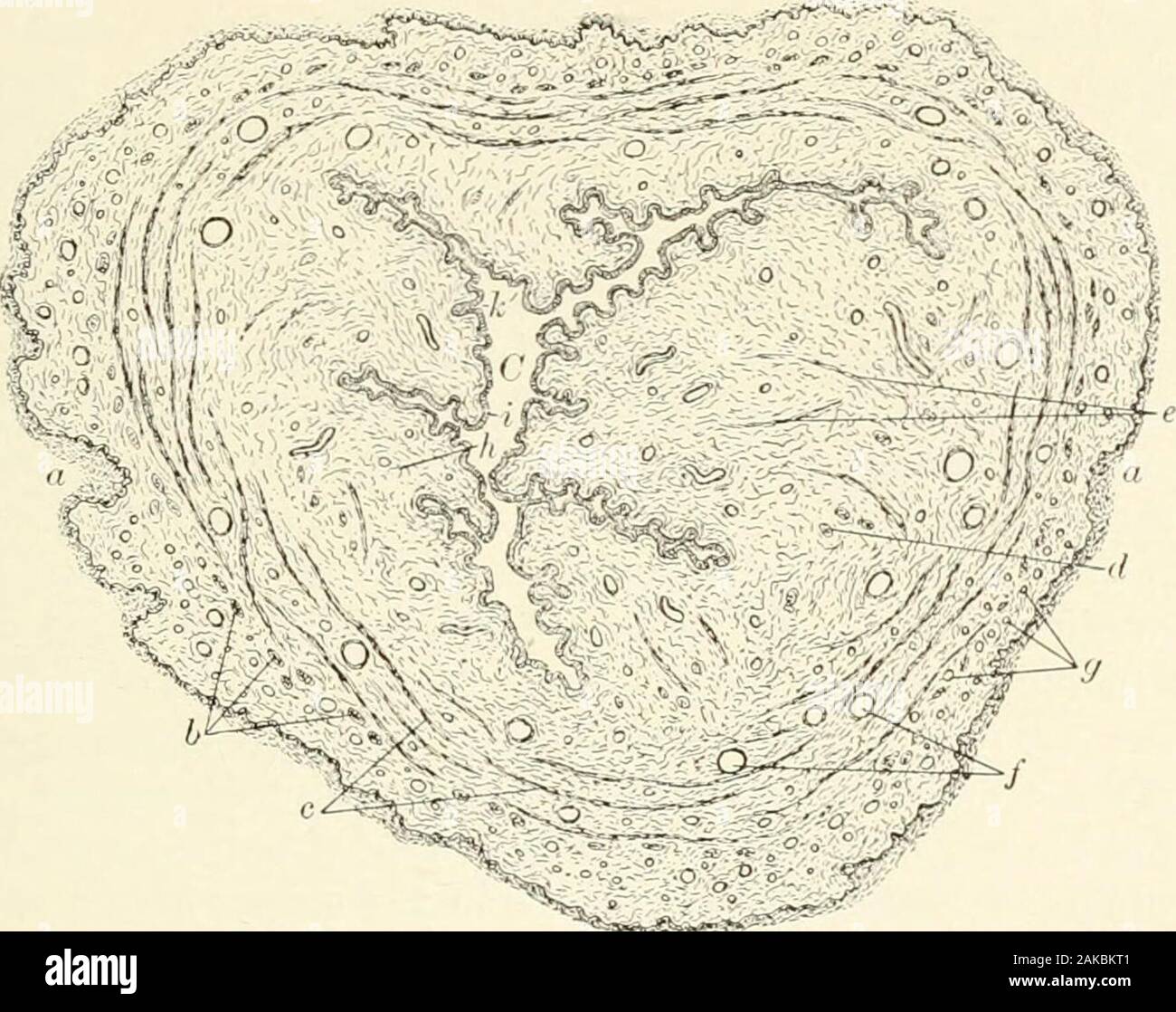 Textbook of normal histology: including an account of the development ...