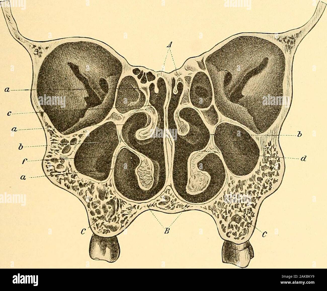 Sinuses nasal cavity hi-res stock photography and images - Alamy