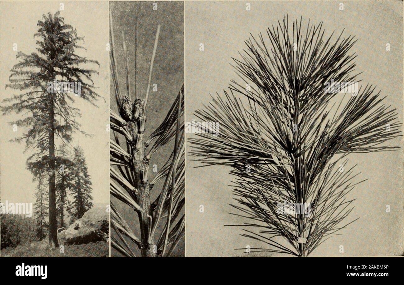 The tree book : A popular guide to a knowledge of the trees of North ...