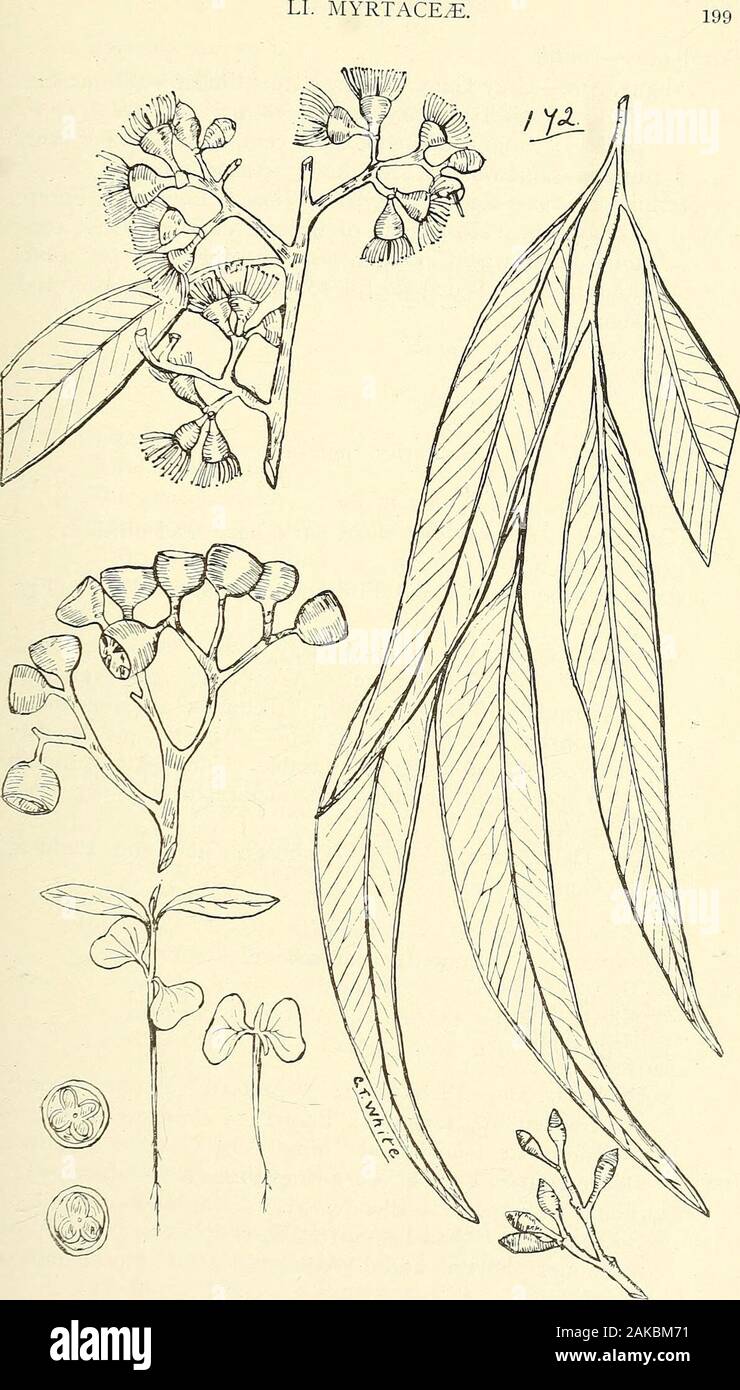 Red stringybark hi-res stock photography and images - Alamy