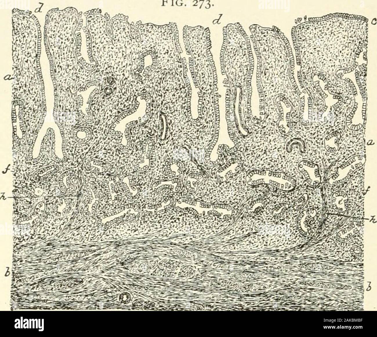 Ovarian vessels hi-res stock photography and images - Alamy