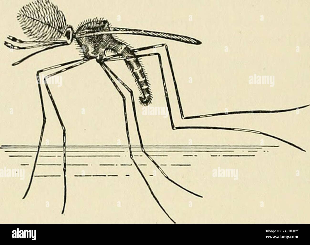 Anopheles maculipennis hi-res stock photography and images - Alamy