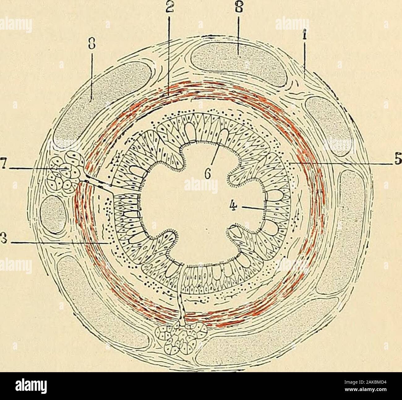 Bronche anatomie hi-res stock photography and images - Alamy