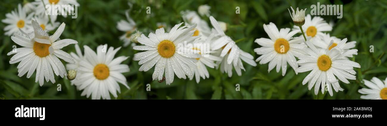White daisy in nature hi-res stock photography and images - Alamy