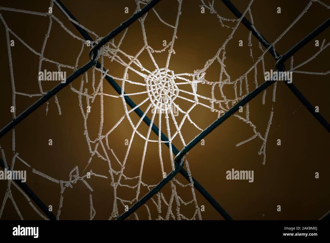 frozen spider web Stock Photo - Alamy