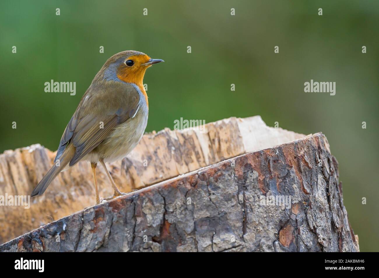 Robin sitting on a sawn tree stump Stock Photo - Alamy