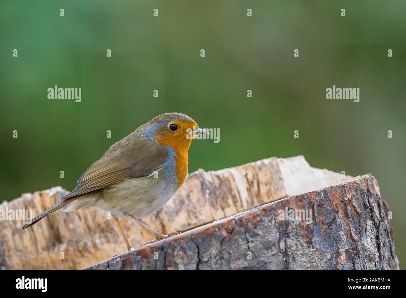 Robin sitting on a sawn tree stump Stock Photo - Alamy