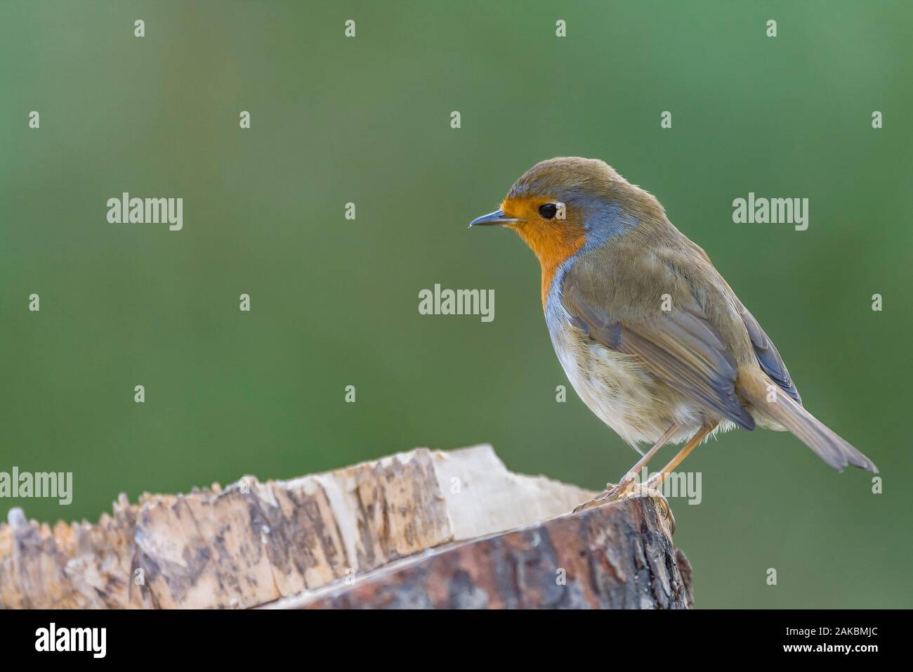 Robin sitting on a sawn tree stump Stock Photo - Alamy