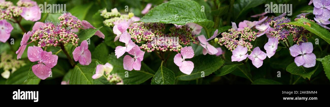 Spring flowers, Seattle, Washington, USA Stock Photo - Alamy