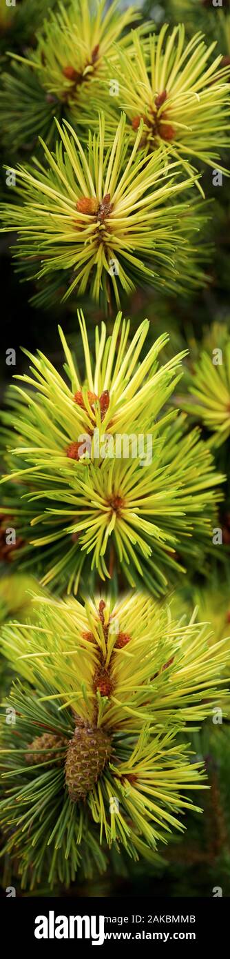 Spring evergreens in Seattle, Washington, USA Stock Photo - Alamy