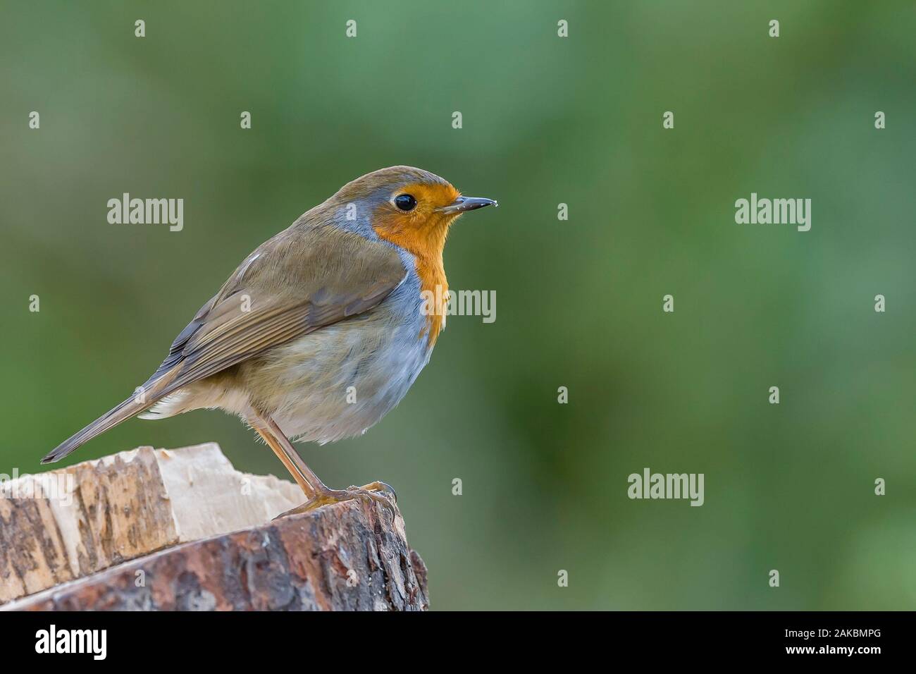 Robin sitting on a sawn tree stump Stock Photo - Alamy