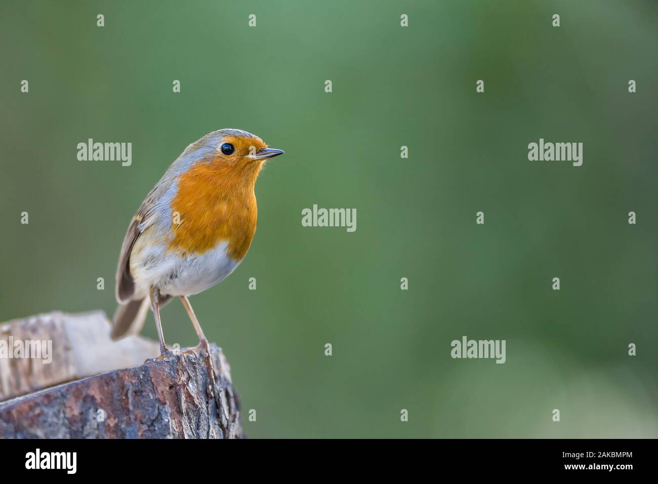 Robin sitting on a sawn tree stump Stock Photo - Alamy