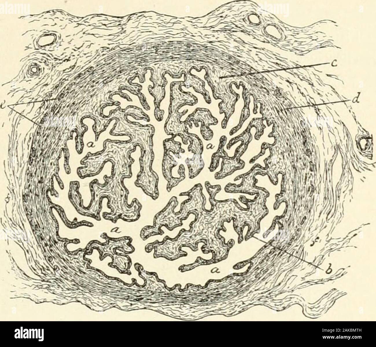 Histology ovary hi-res stock photography and images - Alamy