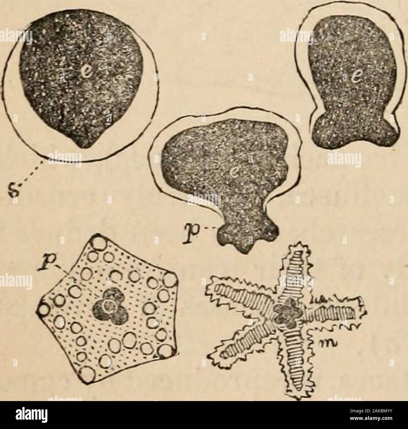 Pear shaped body hi-res stock photography and images - Alamy