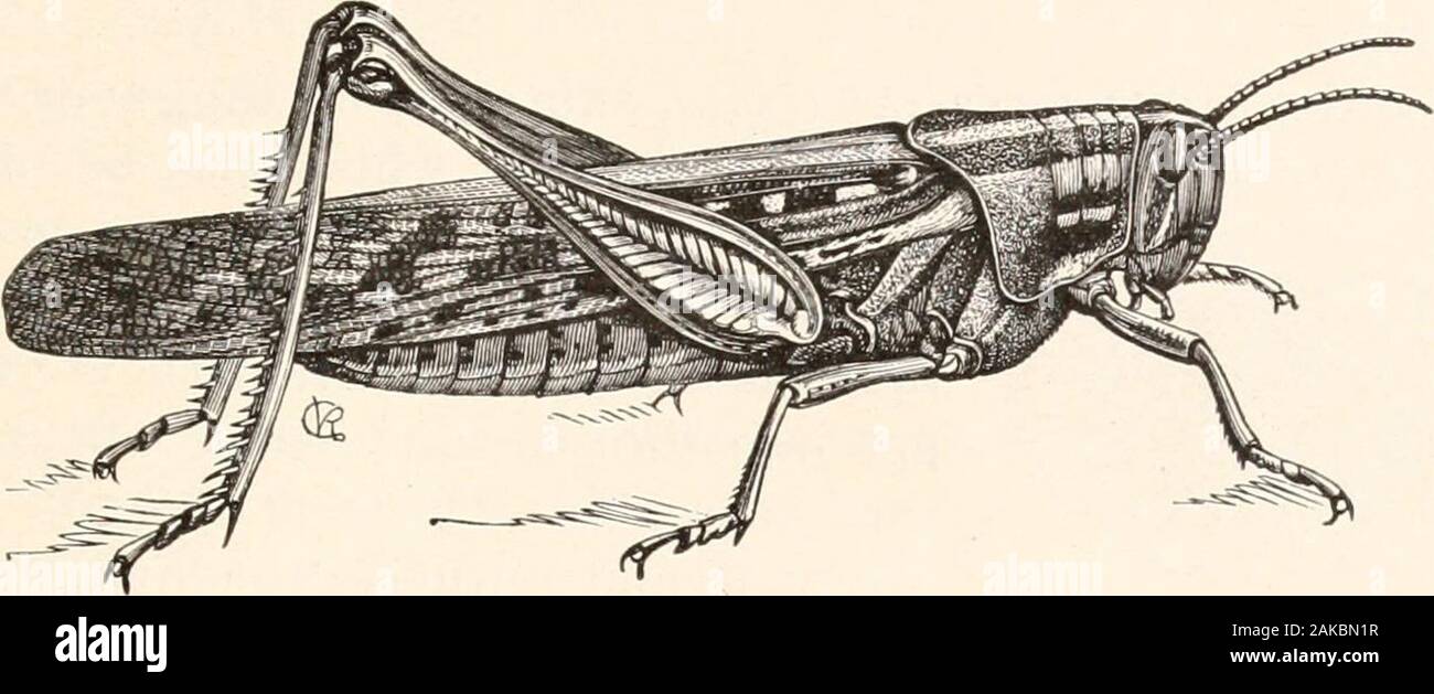 Overlapping insects hi-res stock photography and images - Alamy