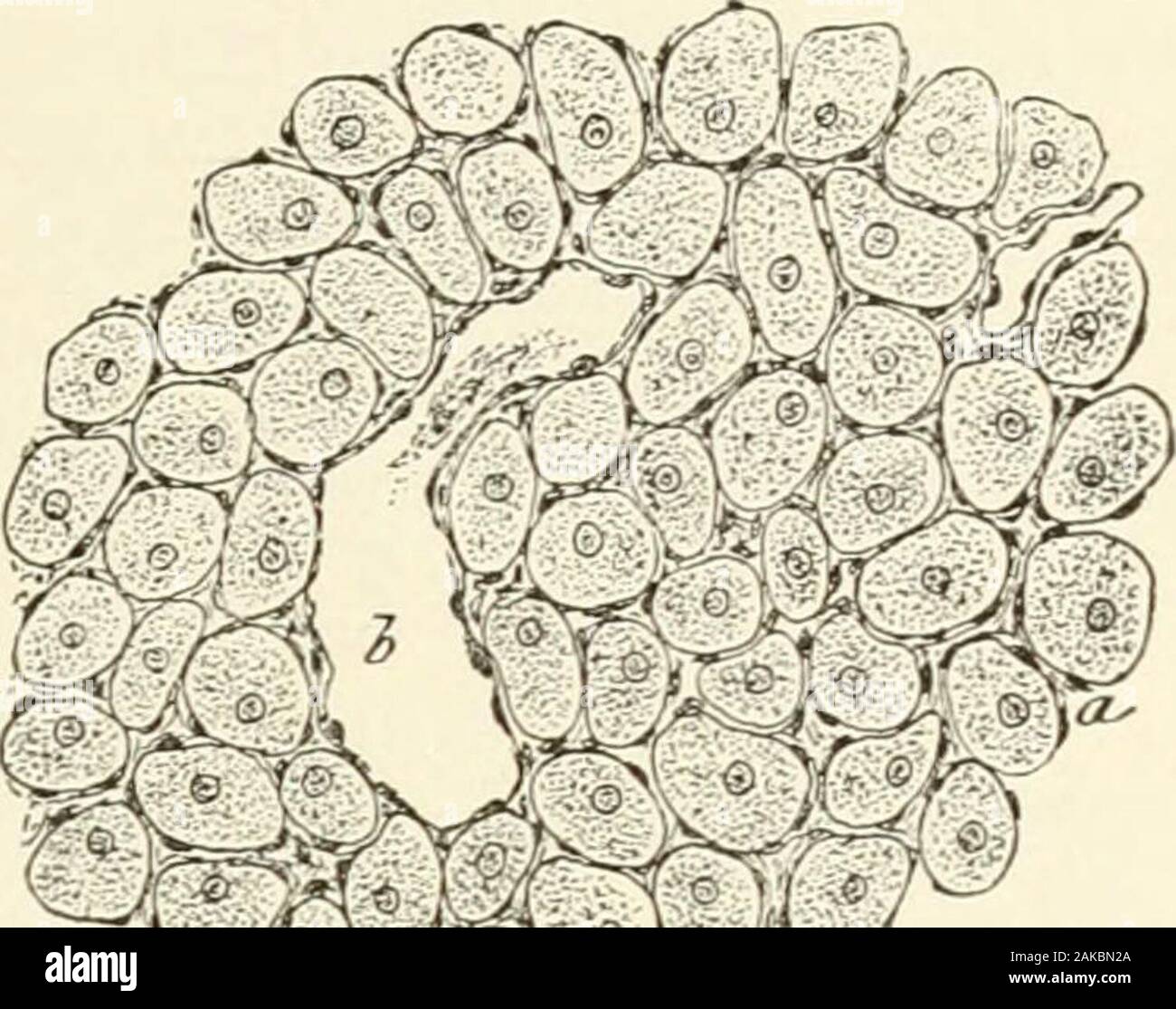 Corpus luteum hi-res stock photography and images - Alamy