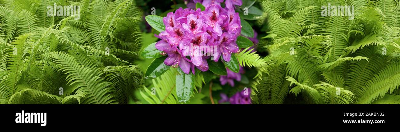 The color purple hi-res stock photography and images - Alamy