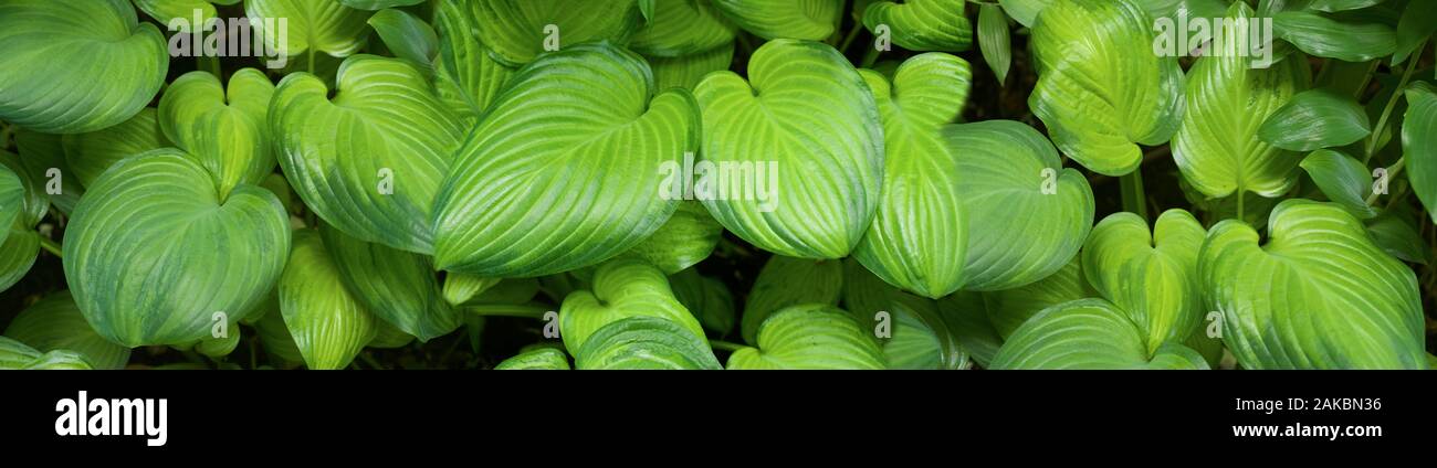 Plant growth in spring hi-res stock photography and images - Alamy