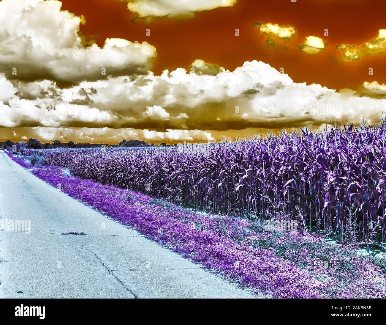 Beautiful purple infrared landscape with a road and trees Stock Photo ...