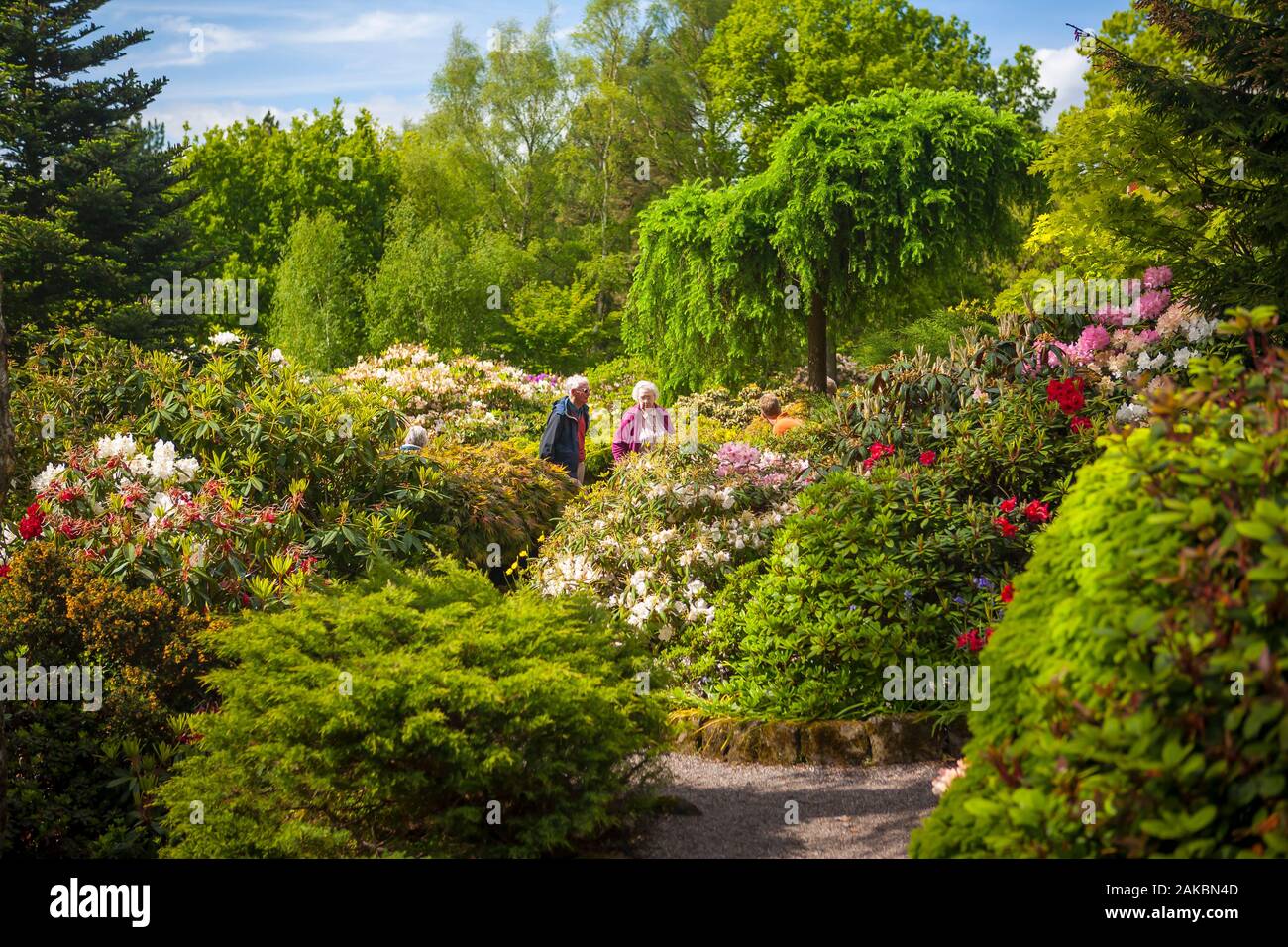 Lea Gardens features three and a half acres of Rhododendrons and ...