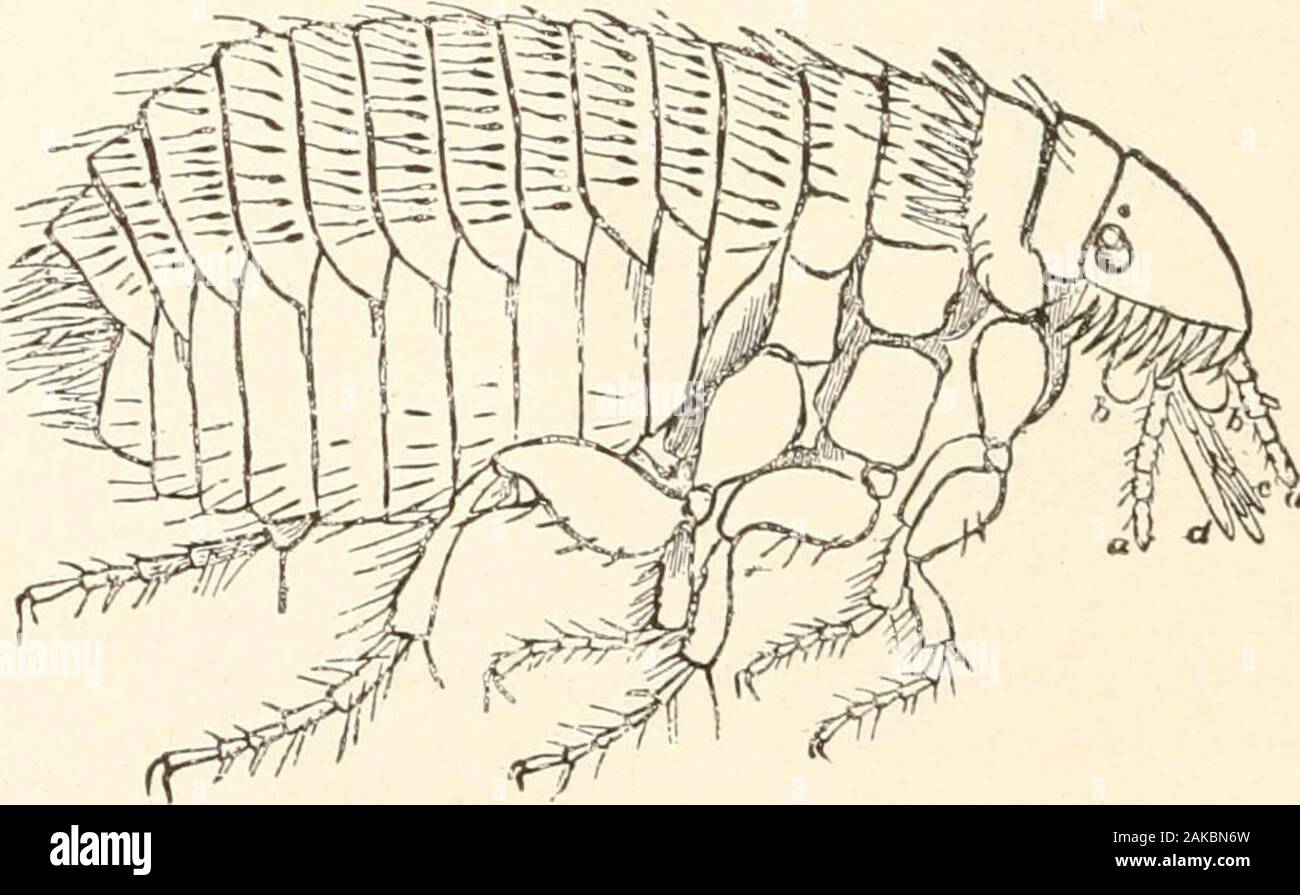 Ten Legged Fleas Drawing