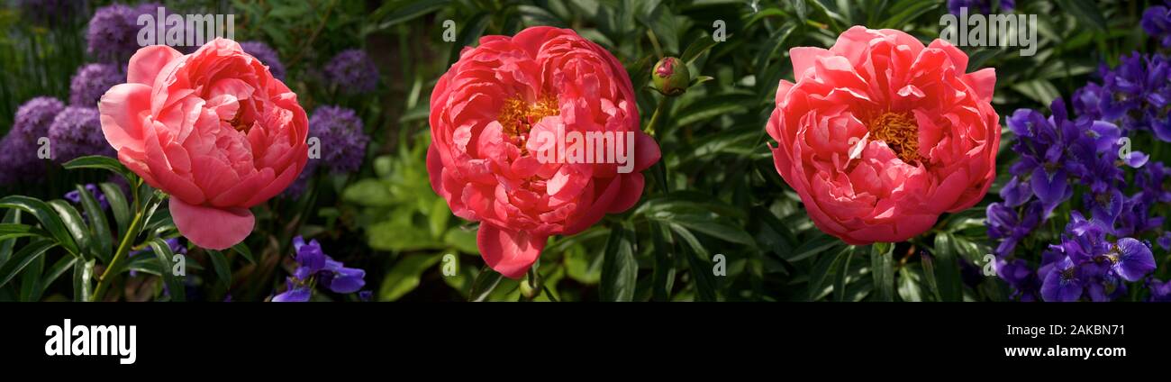 Red peony head hi-res stock photography and images - Alamy