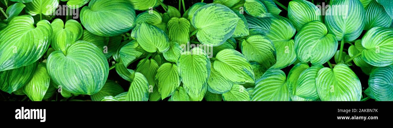Plant growth in spring hi-res stock photography and images - Alamy