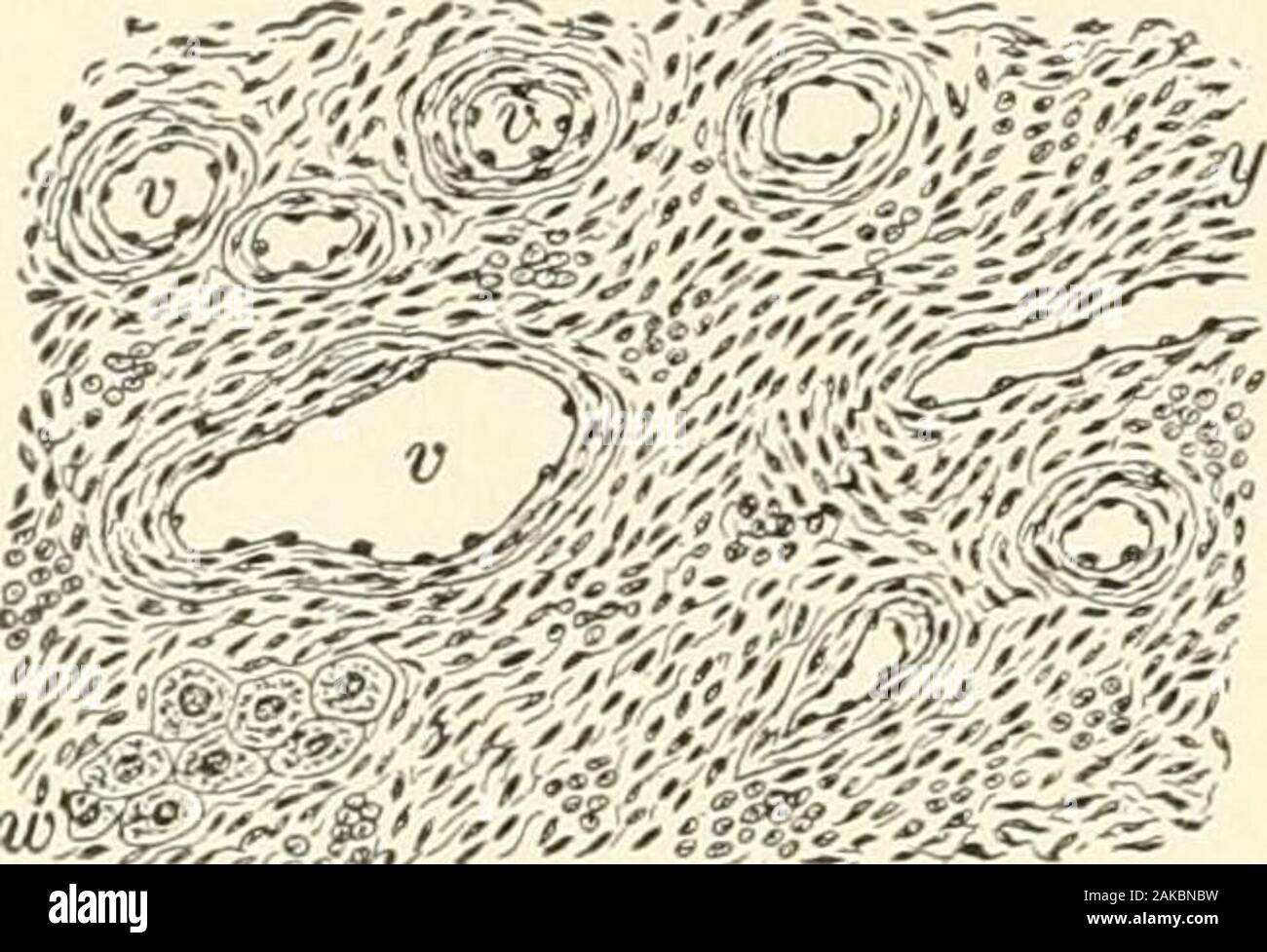 Textbook of normal histology: including an account of the development ...