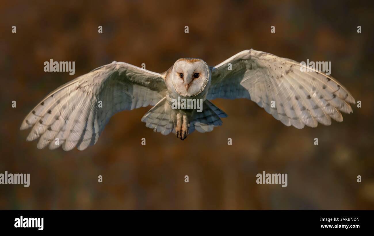 Flying barn owl hi-res stock photography and images - Alamy