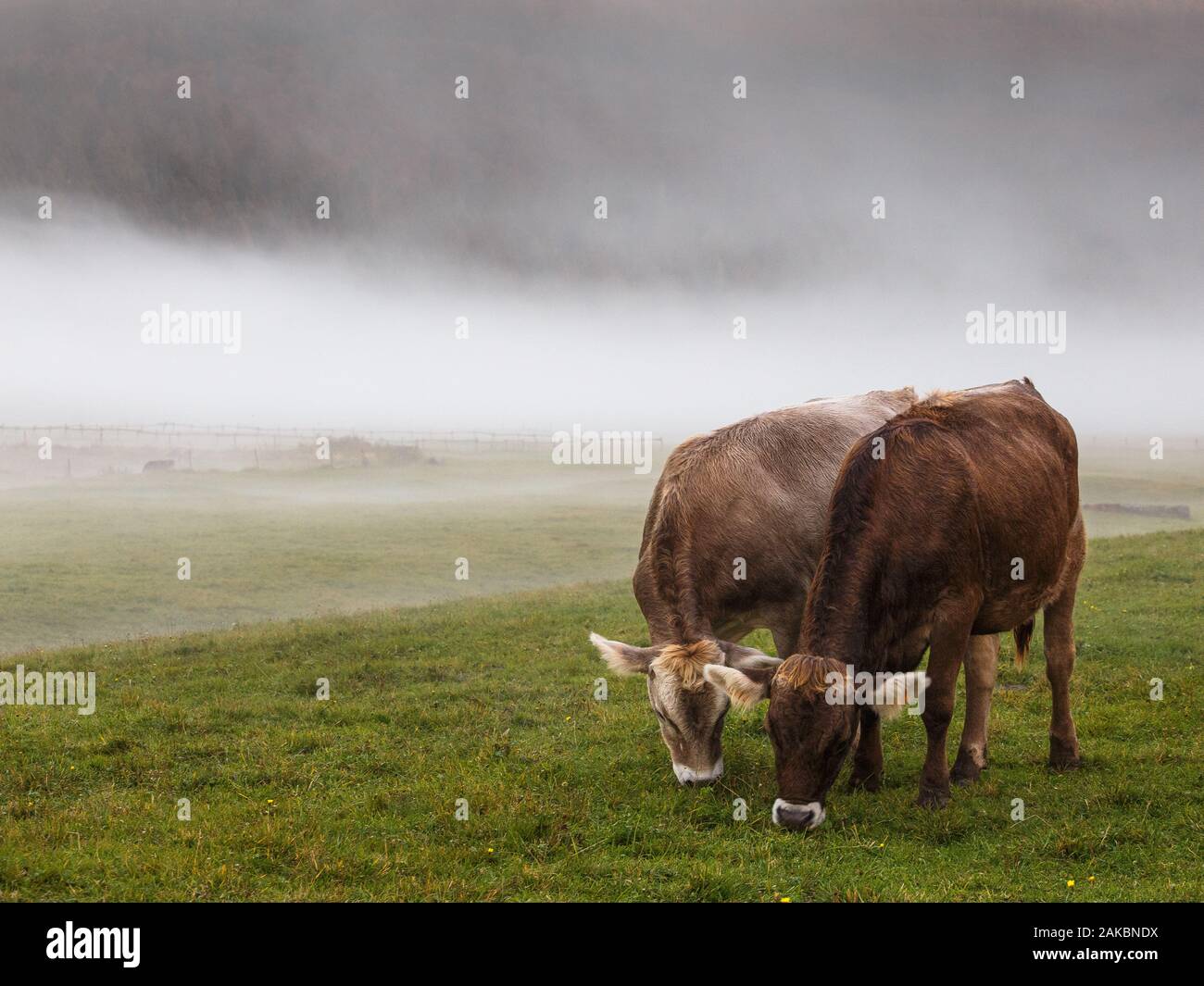 Grazing cows at sunrise. Fog and clouds on the Cansiglio pastures ...