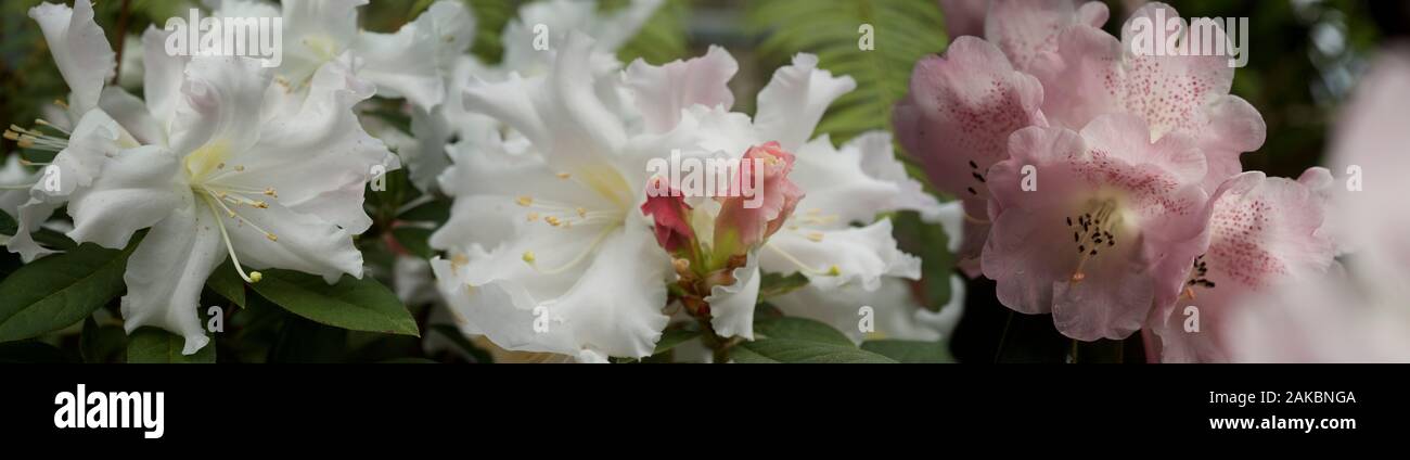 Spring rhododendrons, Seattle, Washington, USA Stock Photo - Alamy