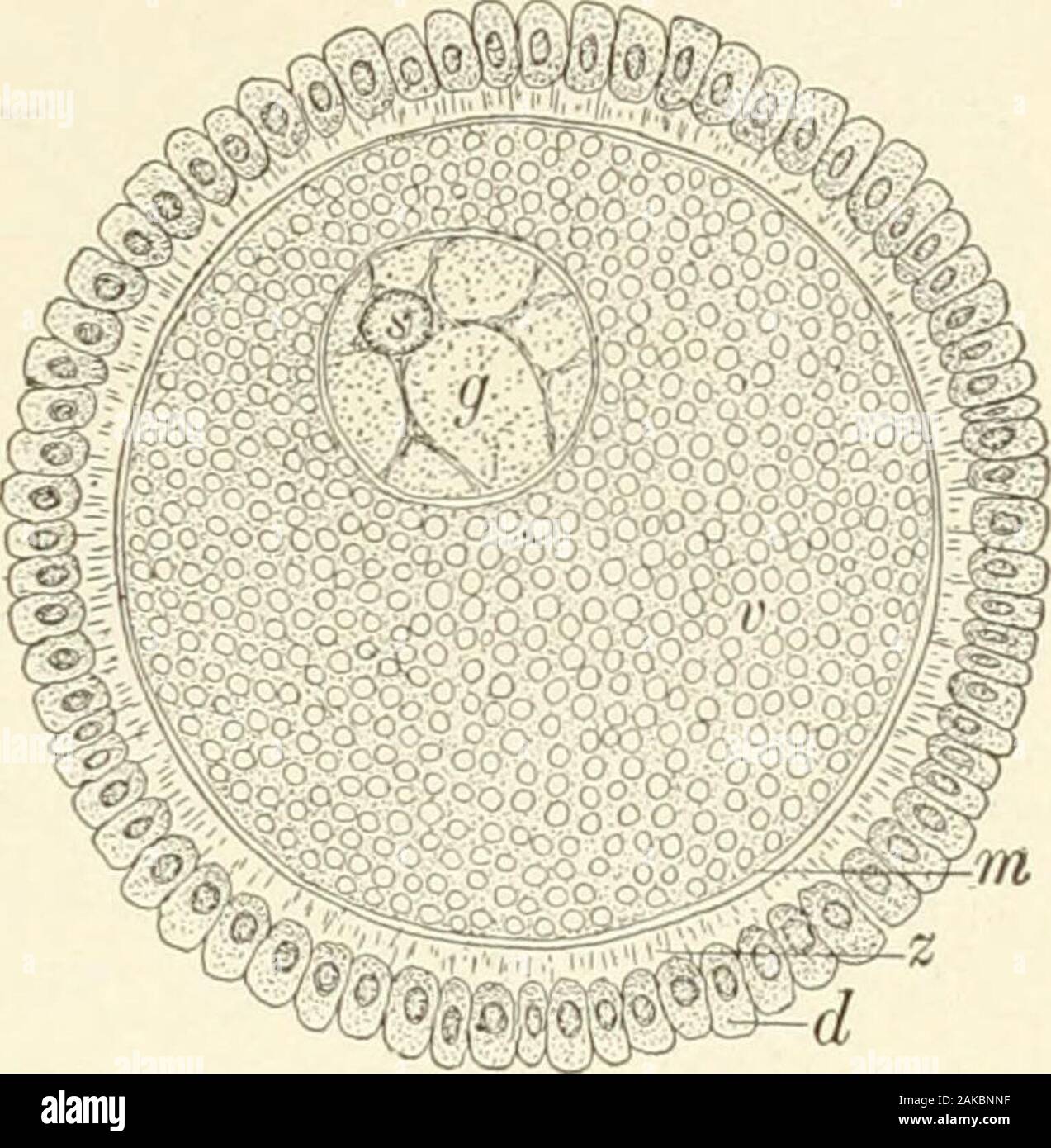 Chromatin in cell nucleus hi-res stock photography and images - Alamy