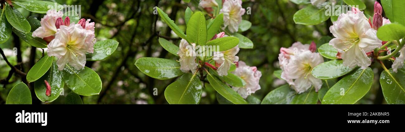 Spring rhododendrons, Seattle, Washington, USA Stock Photo - Alamy