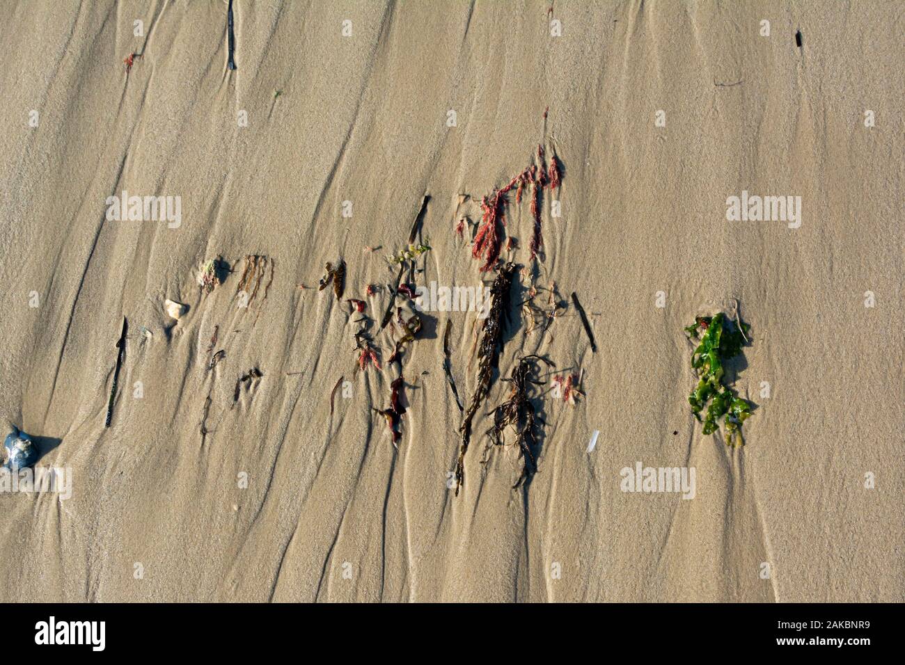 Small pieces of seaweed washed up on a sandy beach Stock Photo - Alamy