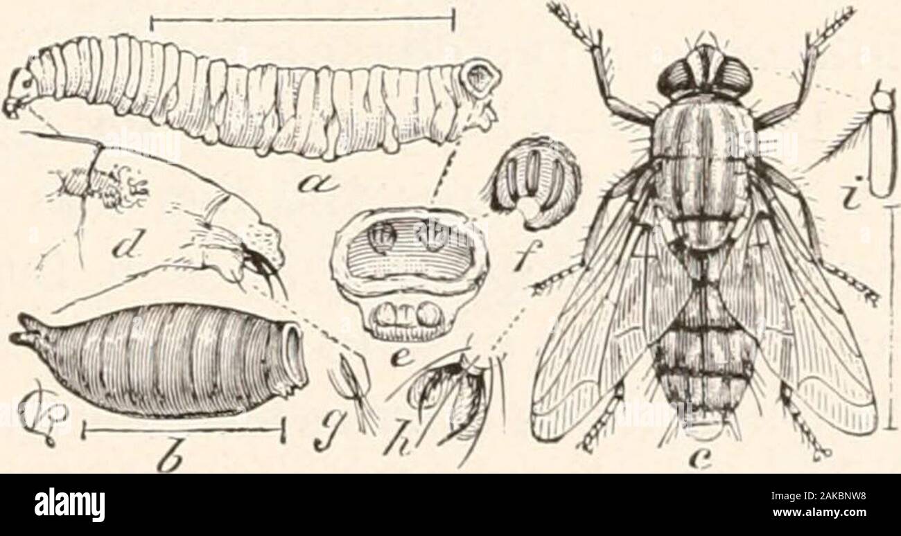Directions for collecting and preserving insects . FIG. 24.—A Hawk-fly ...