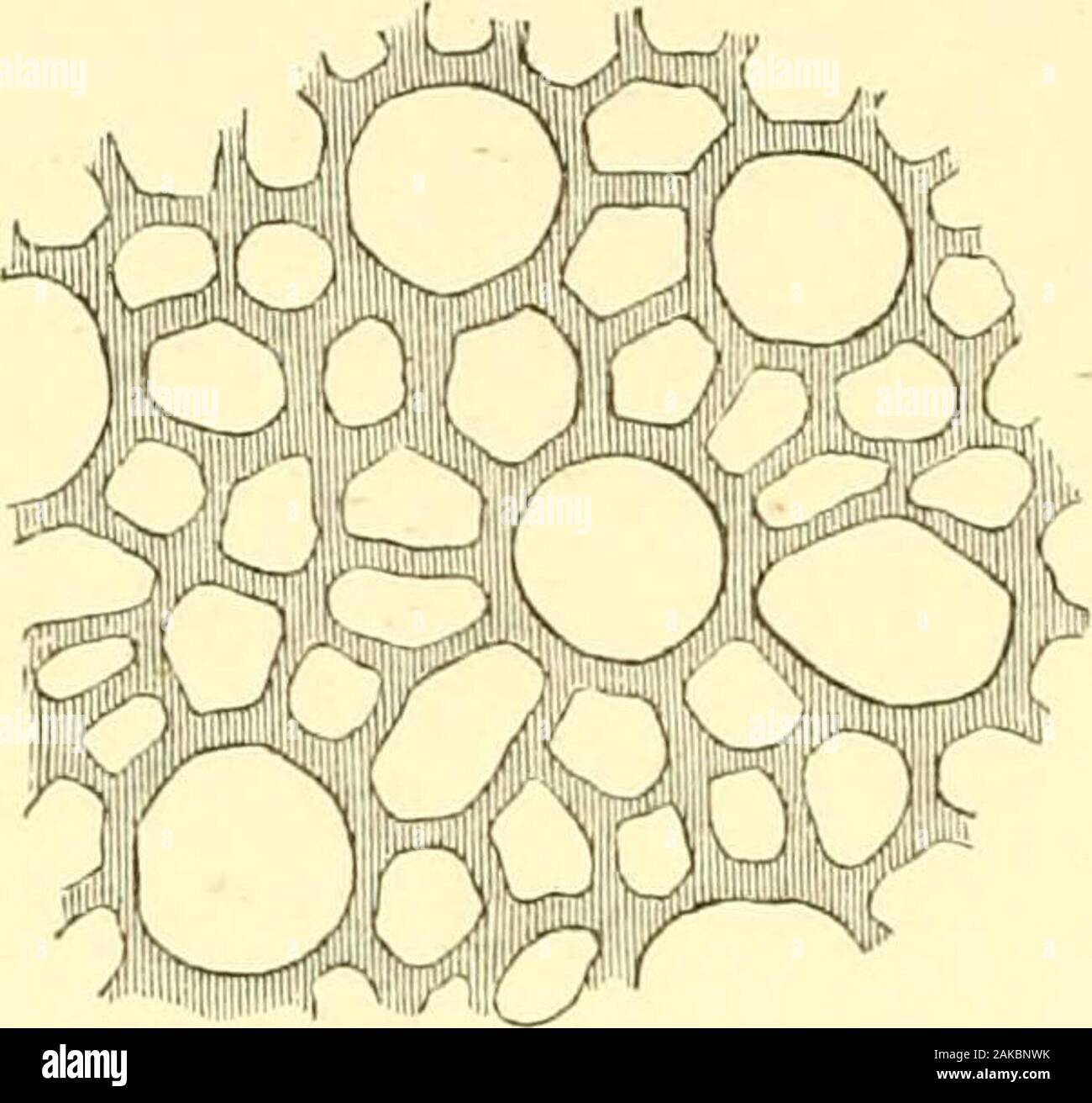 On the structure and affinities of the genus Monticulipora and its sub ...