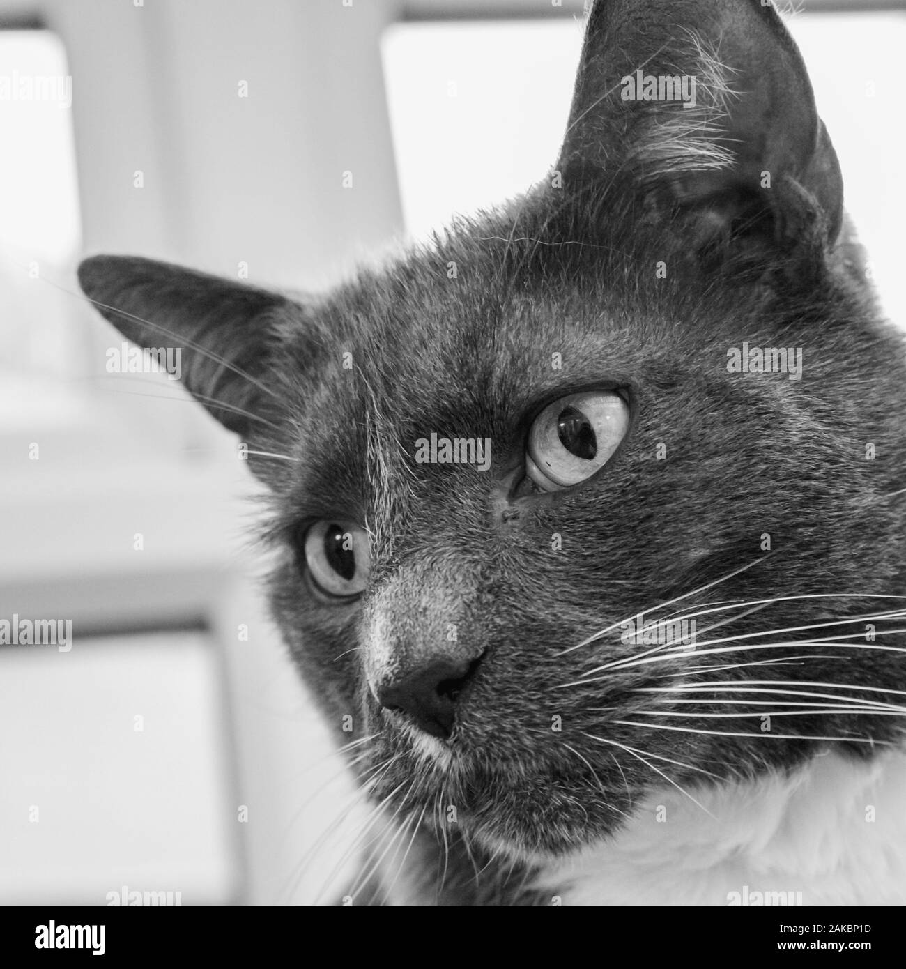 Cat eyes Black and White Stock Photos & Images - Alamy