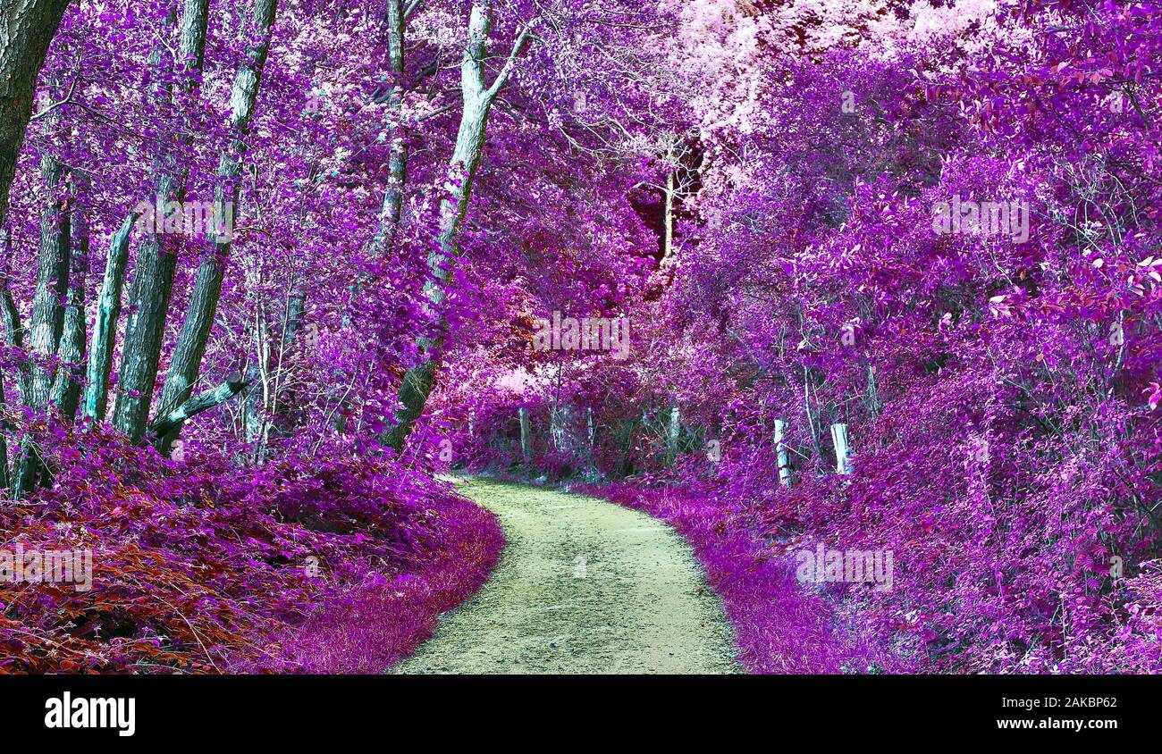 Beautiful purple infrared landscape with a road and trees Stock Photo ...