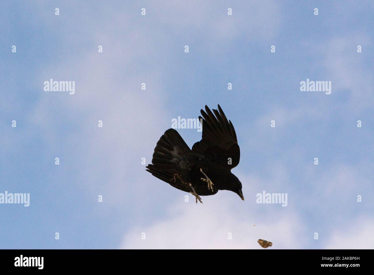 A crow (Corvus corone) diving in the sky Stock Photo - Alamy