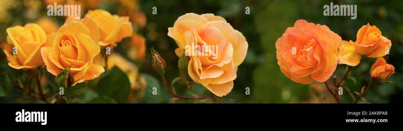Spring roses, Seattle, Washington, USA Stock Photo - Alamy