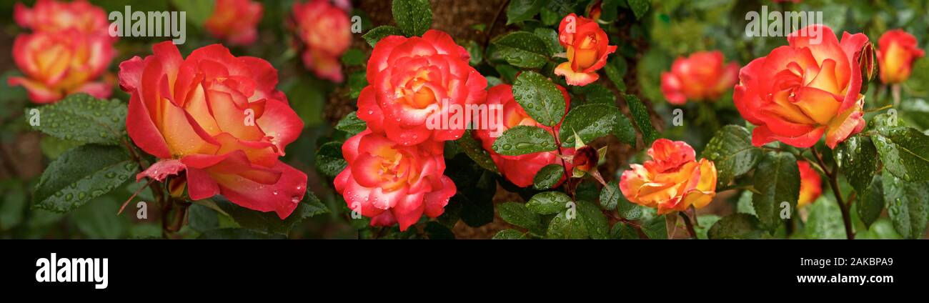 Beauty red rose in spring hi-res stock photography and images - Alamy
