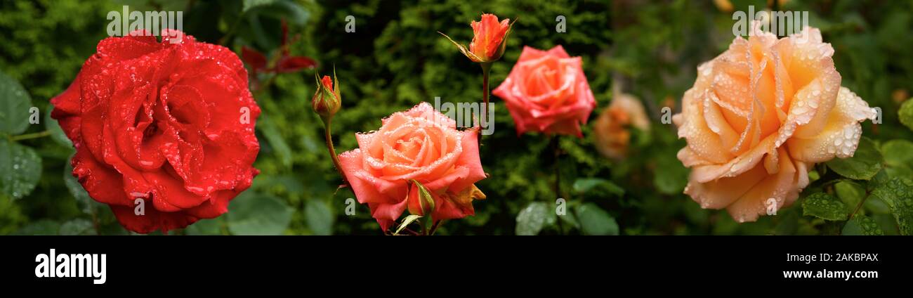 Spring roses hi-res stock photography and images - Alamy