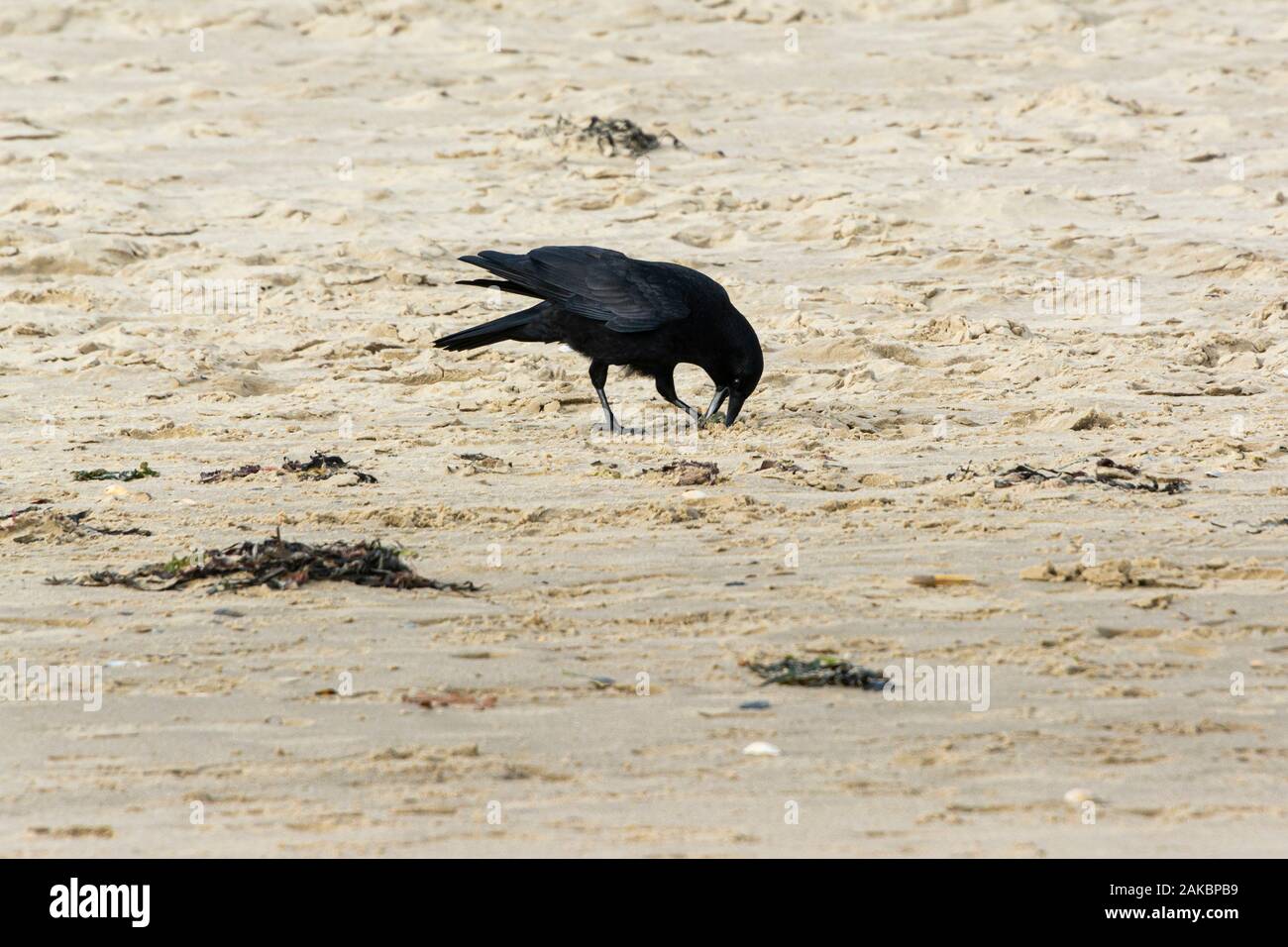 A crow (Corvus corone) picking up something from the beach with its ...