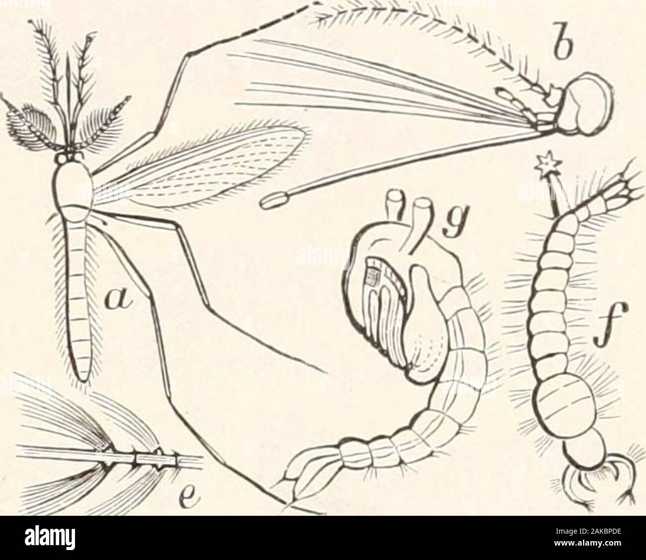 Membrane winged insects hi-res stock photography and images - Alamy