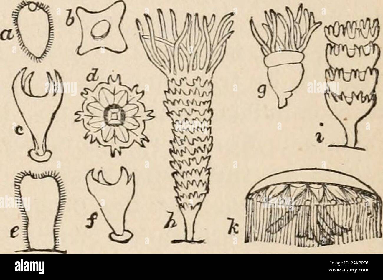 Outlines of comparative physiology touching the structure and ...