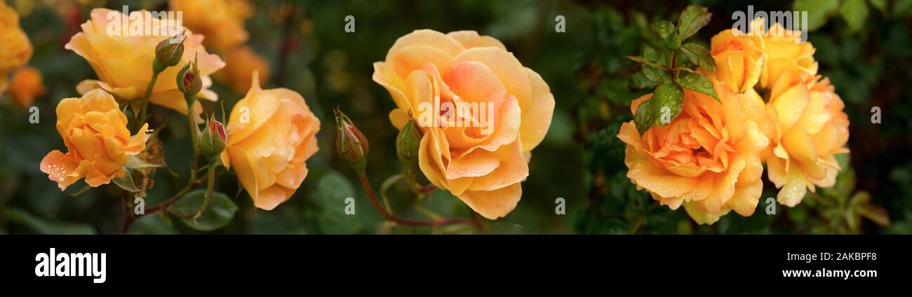 Peach colored roses hi-res stock photography and images - Alamy